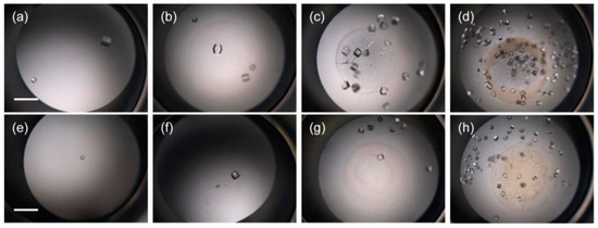 Heterogeneous Nucleation in Protein Crystallization