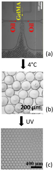Biomimetics | Free Full-Text | Microfluidic Fabrication of Natural Polymer-Based Scaffolds for ...