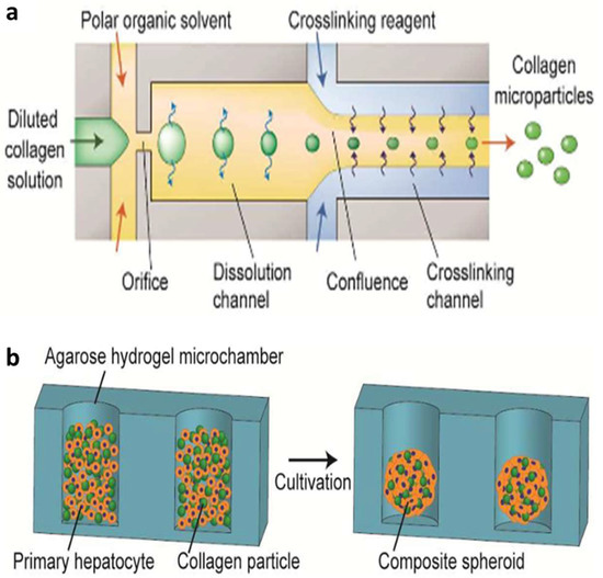 Biomimetics | Free Full-Text | Microfluidic Fabrication of Natural Polymer-Based Scaffolds for ...