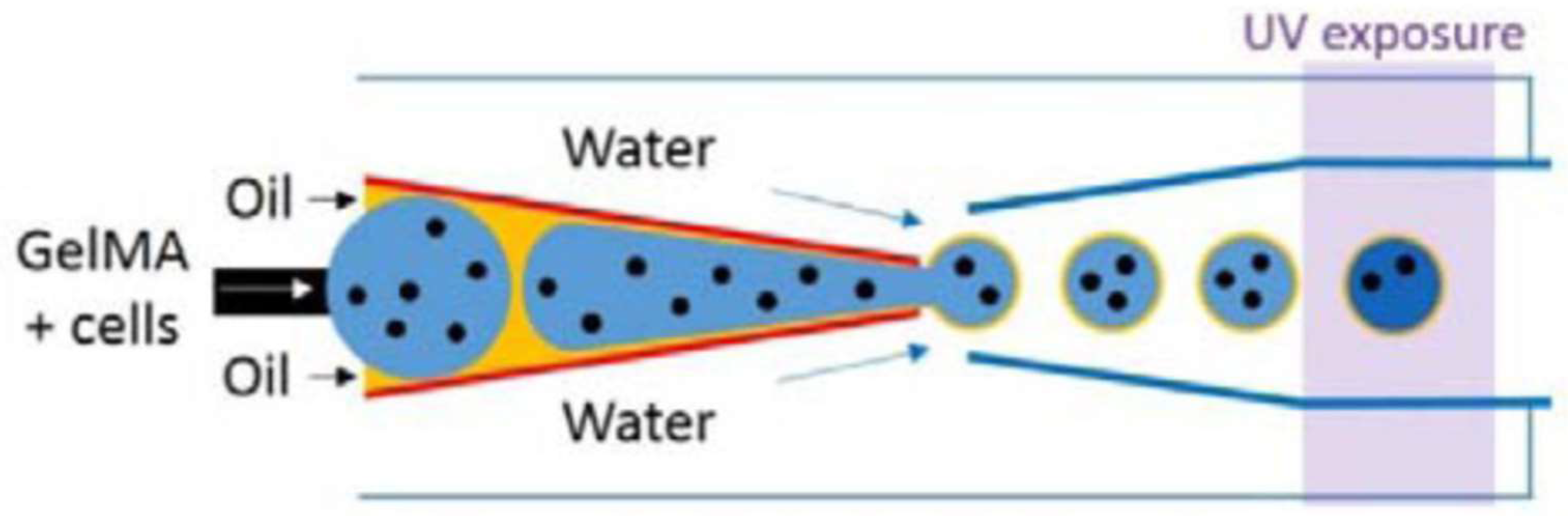 Biomimetics | Free Full-Text | Microfluidic Fabrication of Natural Polymer-Based Scaffolds for ...
