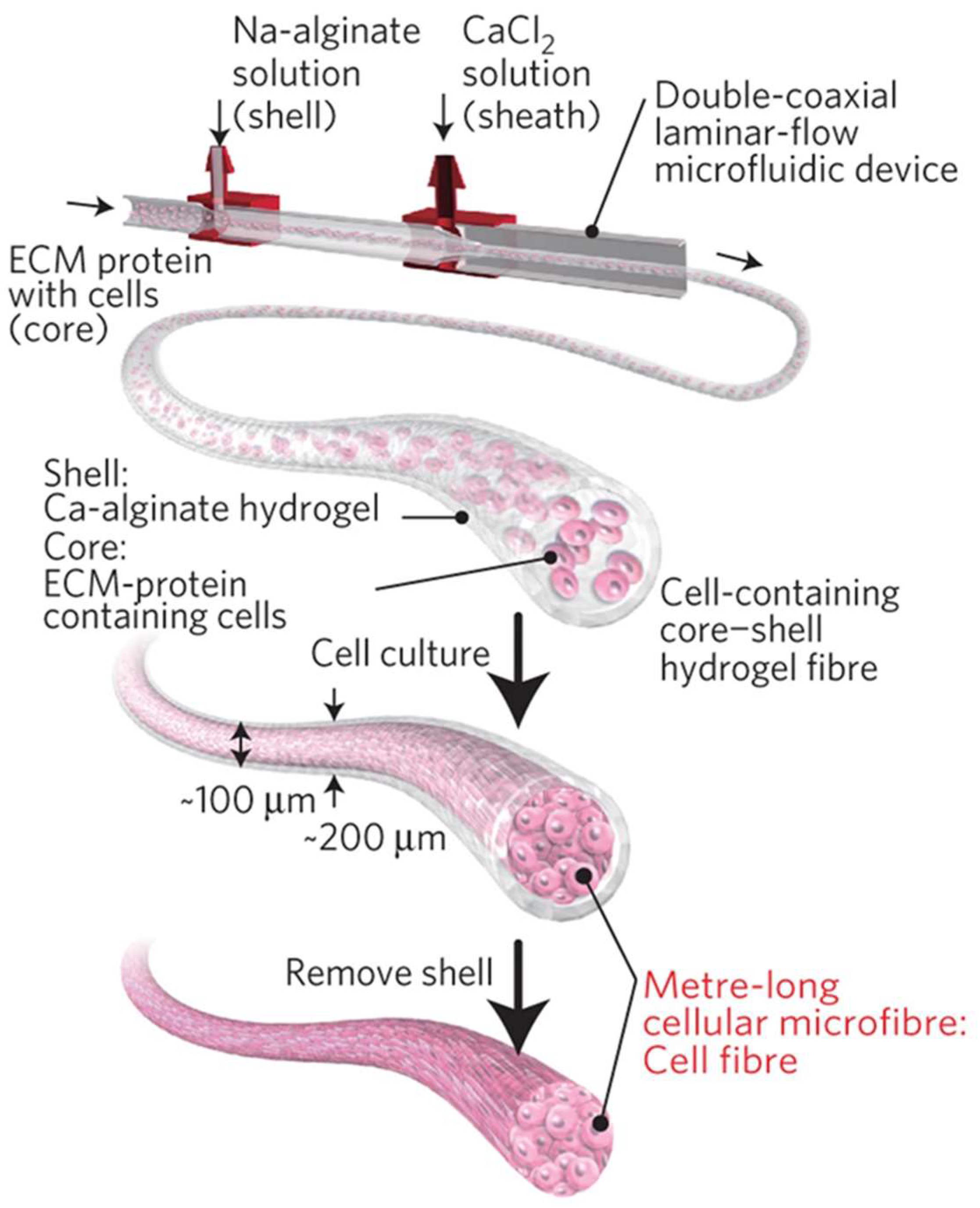 Biomimetics | Free Full-Text | Microfluidic Fabrication of Natural Polymer-Based Scaffolds for ...
