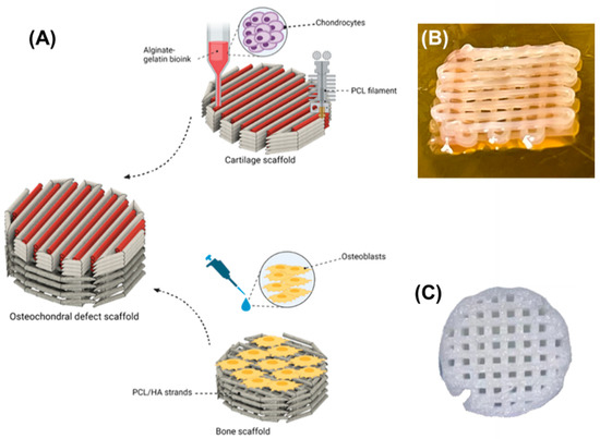 Fabrication of 3D Bioprinted Bi-Phasic Scaffold for Bone–Cartilage Interface Regeneration