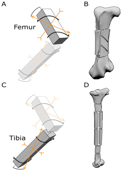 Smart Biomechanical Adaptation Revealed by the Structure of Ostrich ...