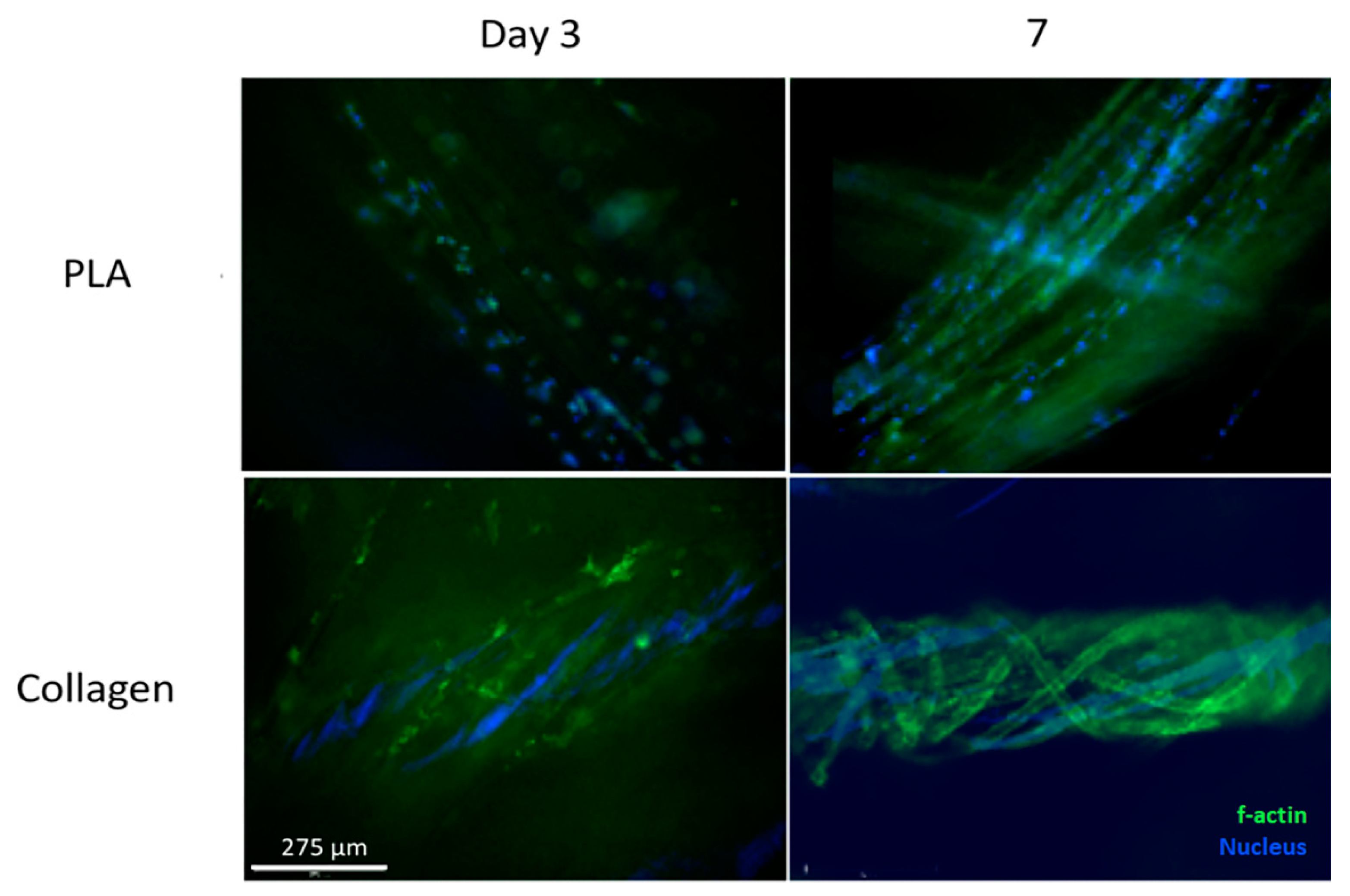 Comparison of NIH 3T3 Cellular Adhesion on Fibrous Scaffolds Constructed from Natural and ...