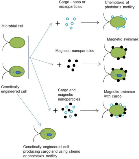 Microbial Cells as a Microrobots: From Drug Delivery to Advanced Biosensors