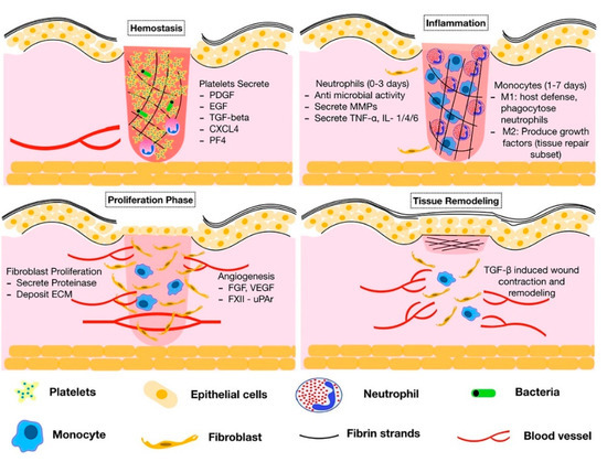 Recent Tissue Engineering Approaches to Mimicking the Extracellular ...