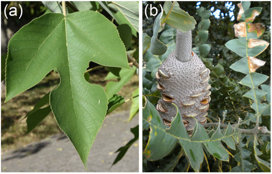 The Plant Leaf: A Biomimetic Resource for Multifunctional and Economic ...