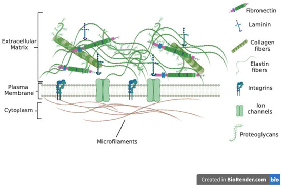 The Extracellular Matrix: Its Composition, Function, Remodeling, and Role in Tumorigenesis