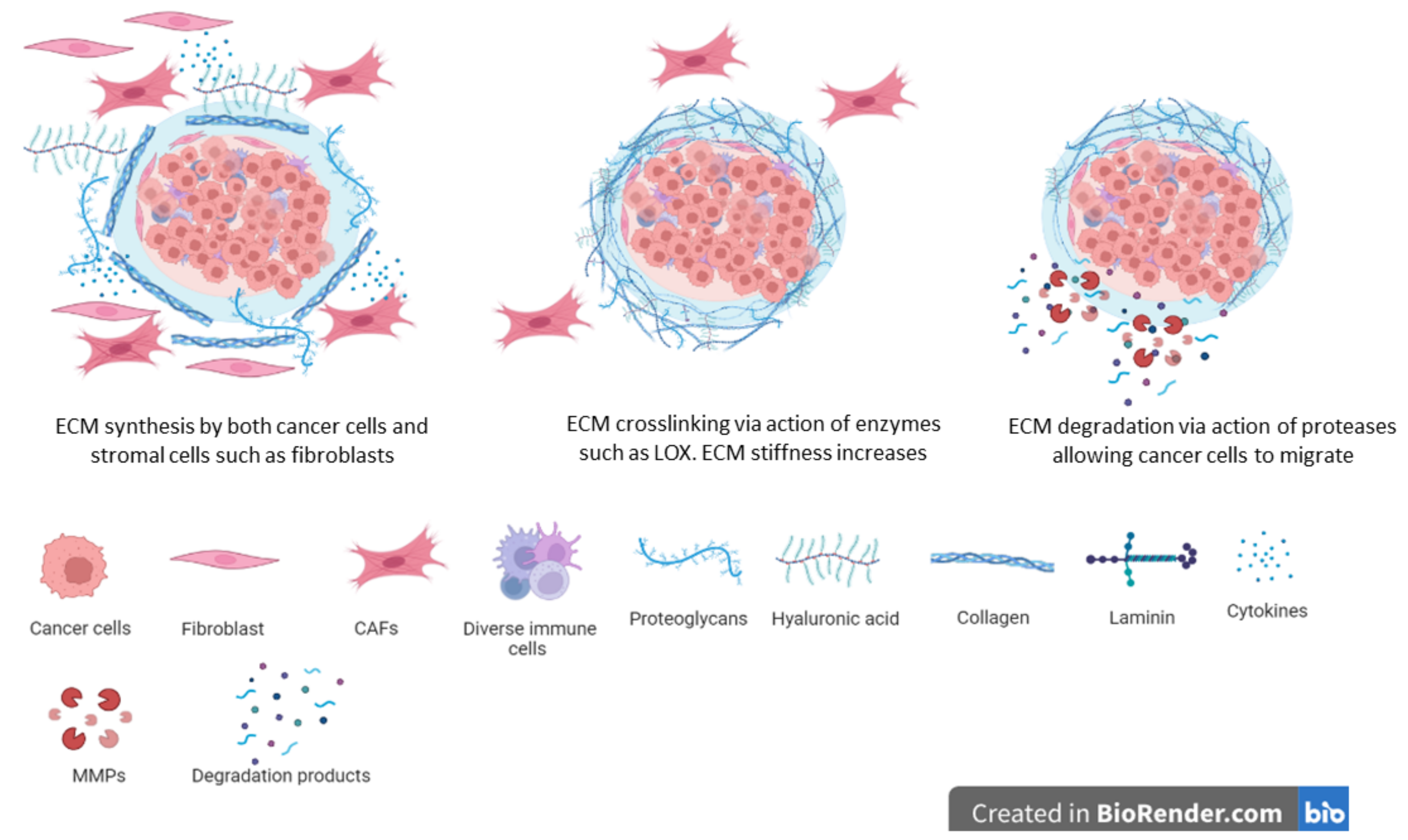 The Extracellular Matrix: Its Composition, Function, Remodeling, and ...
