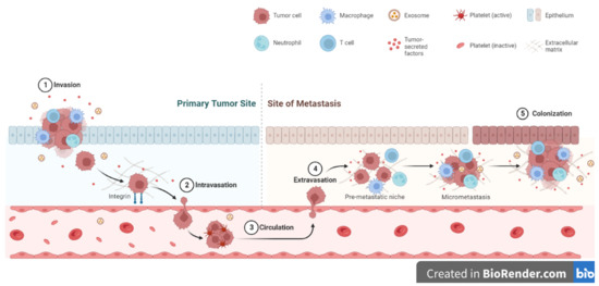 The Extracellular Matrix: Its Composition, Function, Remodeling, and ...