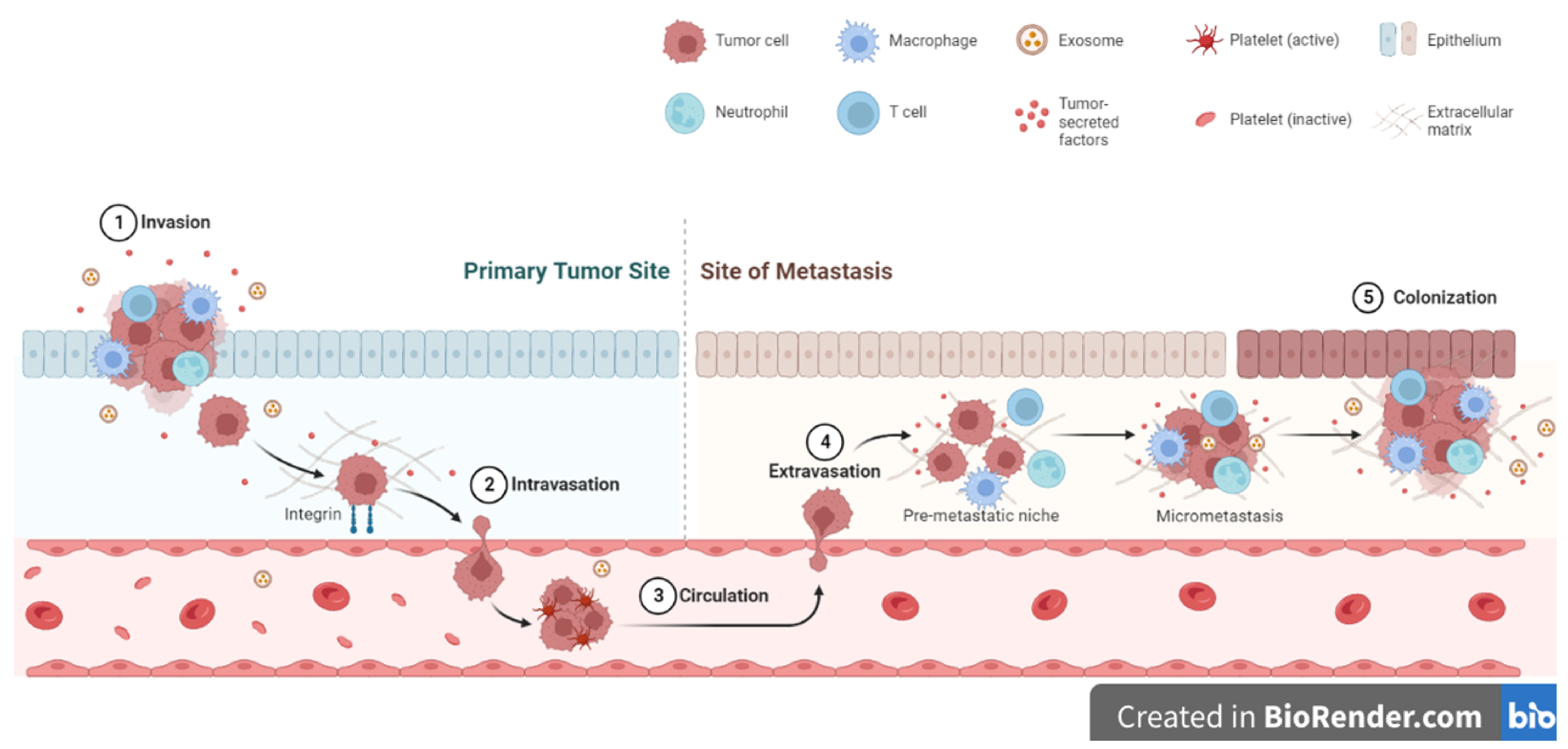 The Extracellular Matrix: Its Composition, Function, Remodeling, and Role in Tumorigenesis