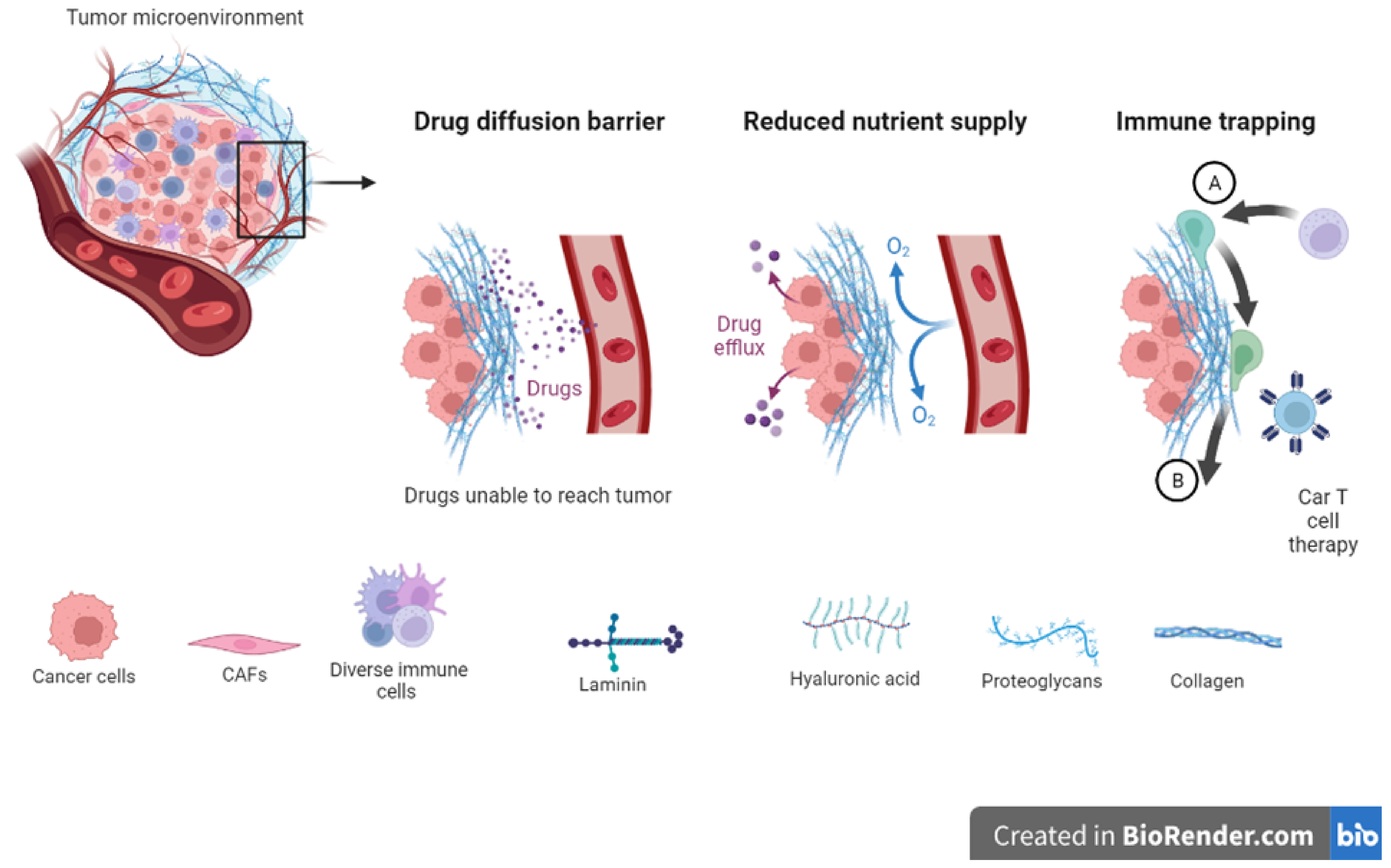 The Extracellular Matrix: Its Composition, Function, Remodeling, and Role in Tumorigenesis