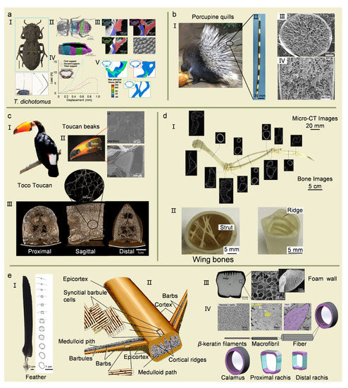 Lightweight Structural Biomaterials with Excellent Mechanical ...