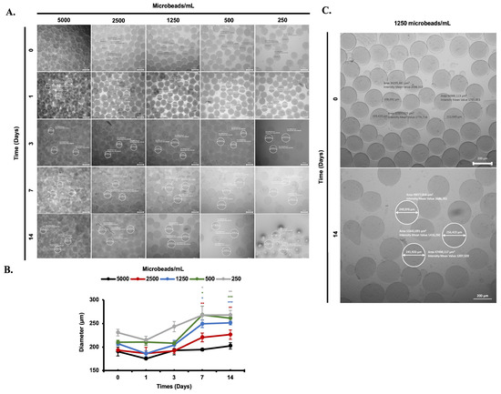 Preparation of Cell-Loaded Microbeads as Stable and Injectable Delivery ...