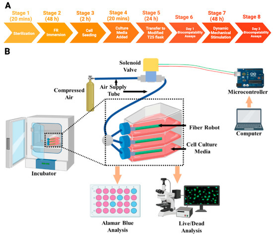 Development of a Pneumatic-Driven Fiber-Shaped Robot Scaffold for Use ...