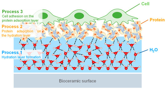 Investigation of Surface Layers on Biological and Synthetic ...