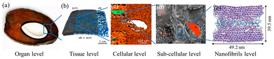 Cellulose–Hemicellulose–Lignin Interaction in the Secondary Cell Wall ...