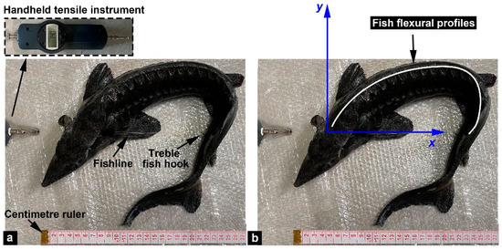 The Flexible Armor of Chinese Sturgeon: Potential Contribution of Fish ...