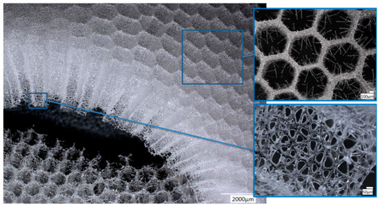 Honeycomb Biosilica in Sponges: From Understanding Principles of Unique Hierarchical ...