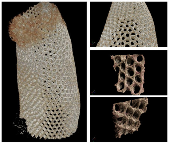 Honeycomb Biosilica in Sponges: From Understanding Principles of Unique Hierarchical ...