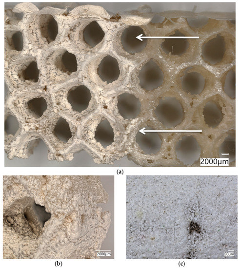 Honeycomb Biosilica in Sponges: From Understanding Principles of Unique Hierarchical ...