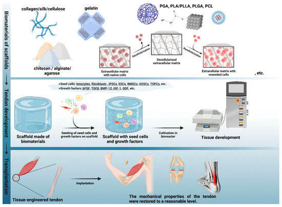 Biomimetic Scaffolds for Tendon Tissue Regeneration