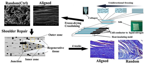Biomimetic Scaffolds for Tendon Tissue Regeneration