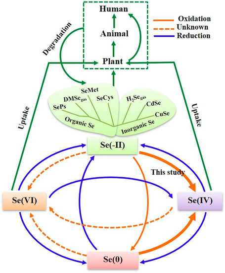 The Developments of Surface-Functionalized Selenium Nanoparticles and Their Applications in ...