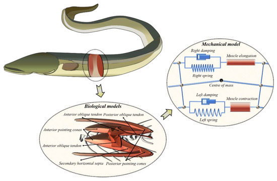 Computational Study of Stiffness-Tuning Strategies in Anguilliform Fish
