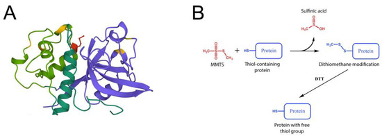 Structural Transitions of Papain-like Cysteine Proteases: Implications ...
