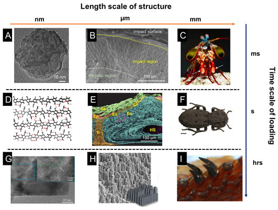 Multifunctionality in Nature: Structure–Function Relationships in ...
