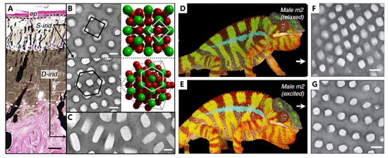 Multifunctionality in Nature: Structure–Function Relationships in ...