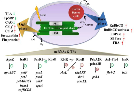Artificial Photosynthesis: Current Advancements and Future Prospects