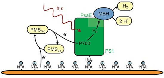Artificial Photosynthesis: Current Advancements and Future Prospects