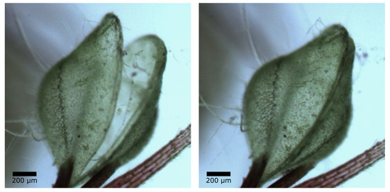 Biomimetics in Botanical Gardens—Educational Trails and Guided Tours
