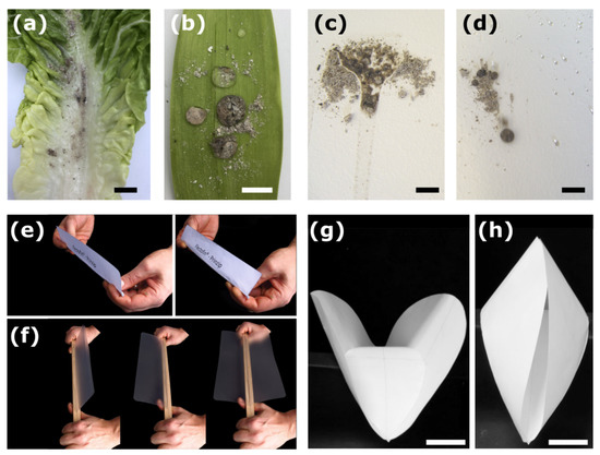 Biomimetics in Botanical Gardens—Educational Trails and Guided Tours