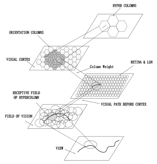 Design and Simulation of a Hierarchical Parallel Distributed Processing Model for Orientation ...