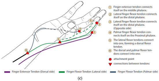 Biomimetic Design of a Tendon-Driven Myoelectric Soft Hand Exoskeleton ...