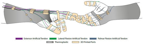 Biomimetic Design of a Tendon-Driven Myoelectric Soft Hand Exoskeleton ...