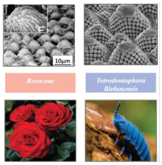 Computational Fluid Dynamics Analysis in Biomimetics Applications: A ...