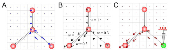 STDP-Driven Rewiring in Spiking Neural Networks under Stimulus-Induced ...