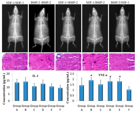 The Sequential and Systemic Administration of BMP-2 and SDF-1α ...