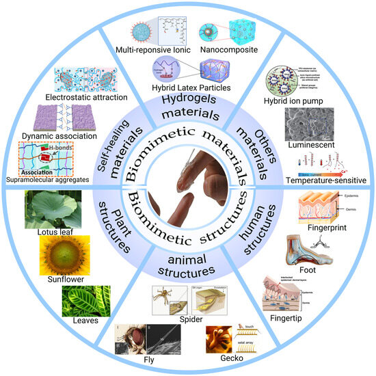Construction of Wearable Touch Sensors by Mimicking the Properties of ...