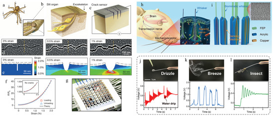 Construction of Wearable Touch Sensors by Mimicking the Properties of ...