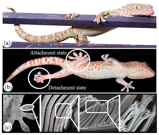Bioinspired Rigid–Flexible Coupled Adaptive Compliant Motion Control of ...