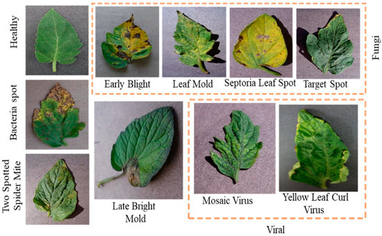 Biomimetics Free Full Text An Automatic Segmentation And Hyper Parameter Optimization Based