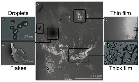 Characterization of Morphologically Distinct Components in the Tarsal ...
