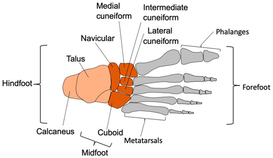 A Bio-Inspired Arched Foot with Individual Toe Joints and Plantar Fascia