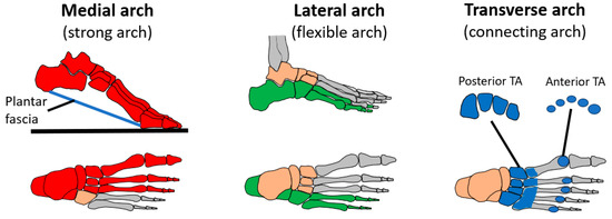 A Bio-Inspired Arched Foot with Individual Toe Joints and Plantar Fascia