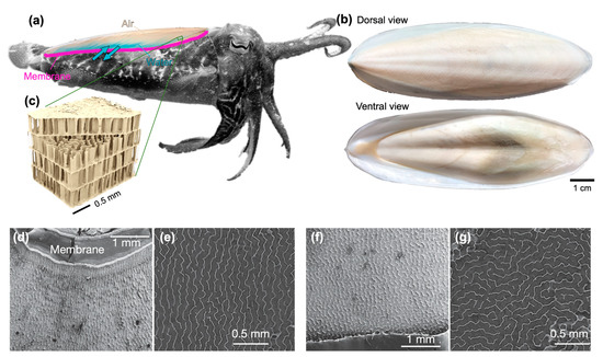 Interfacial Dynamics in Dual Channels: Inspired by Cuttlebone